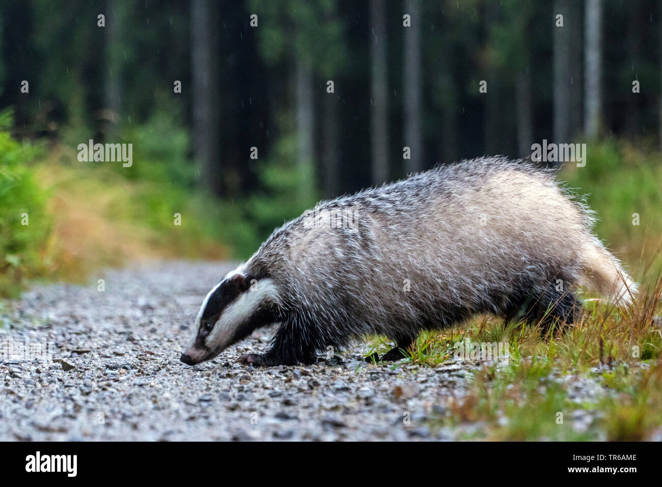 Old World badger, Eurasian badger (Meles meles), sniffing at a forest ...