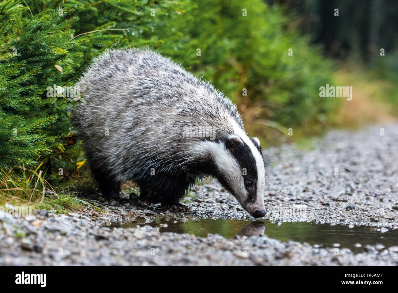 Old World badger, Eurasian badger (Meles meles), sniffing at a forest ...