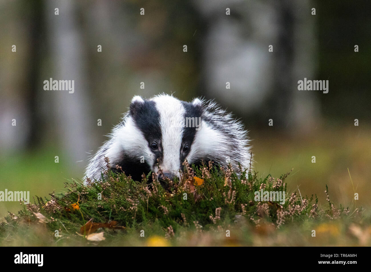 Old World badger, Eurasian badger (Meles meles), sniffing at the forest ...