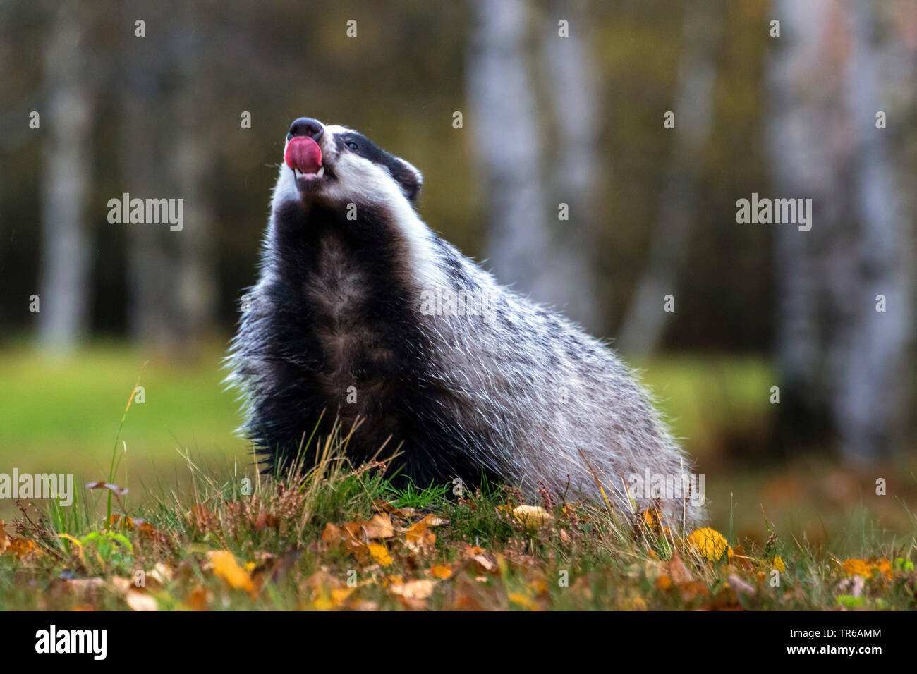 Badgers sitting hi-res stock photography and images - Alamy