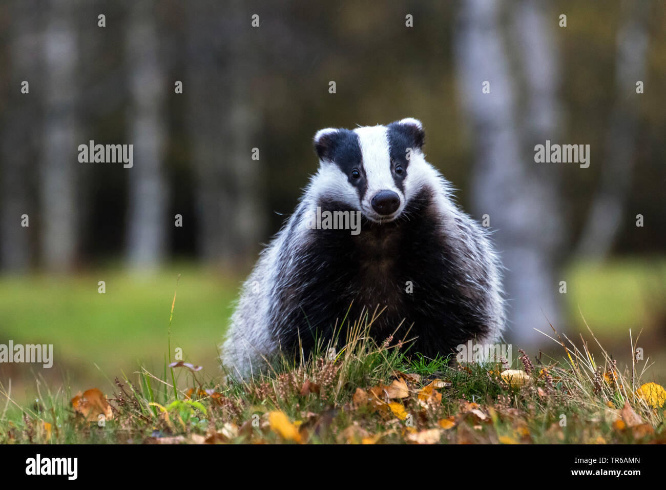 Badger sitting hi-res stock photography and images - Alamy