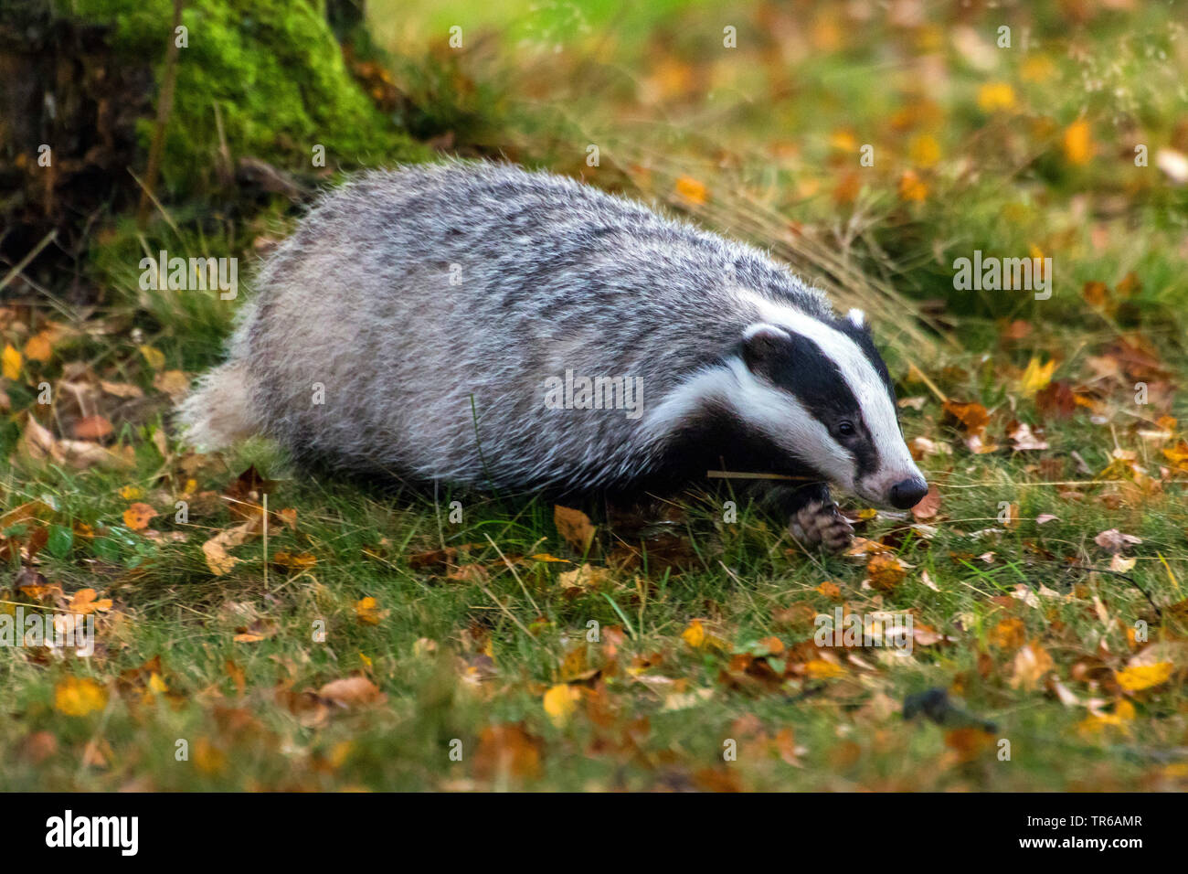 Old World badger, Eurasian badger (Meles meles), running across a ...