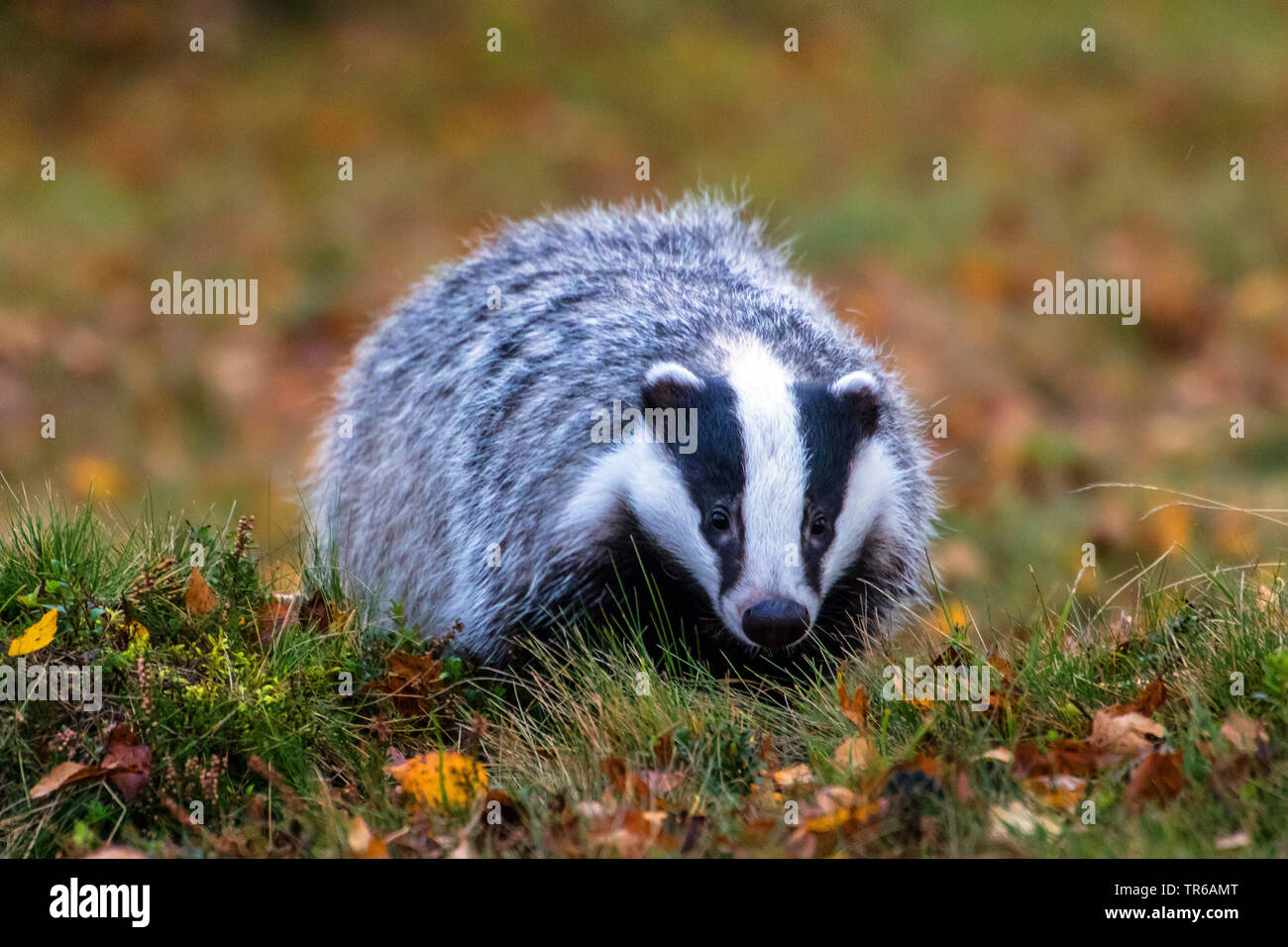 Old World badger, Eurasian badger (Meles meles), sitting on forest ...