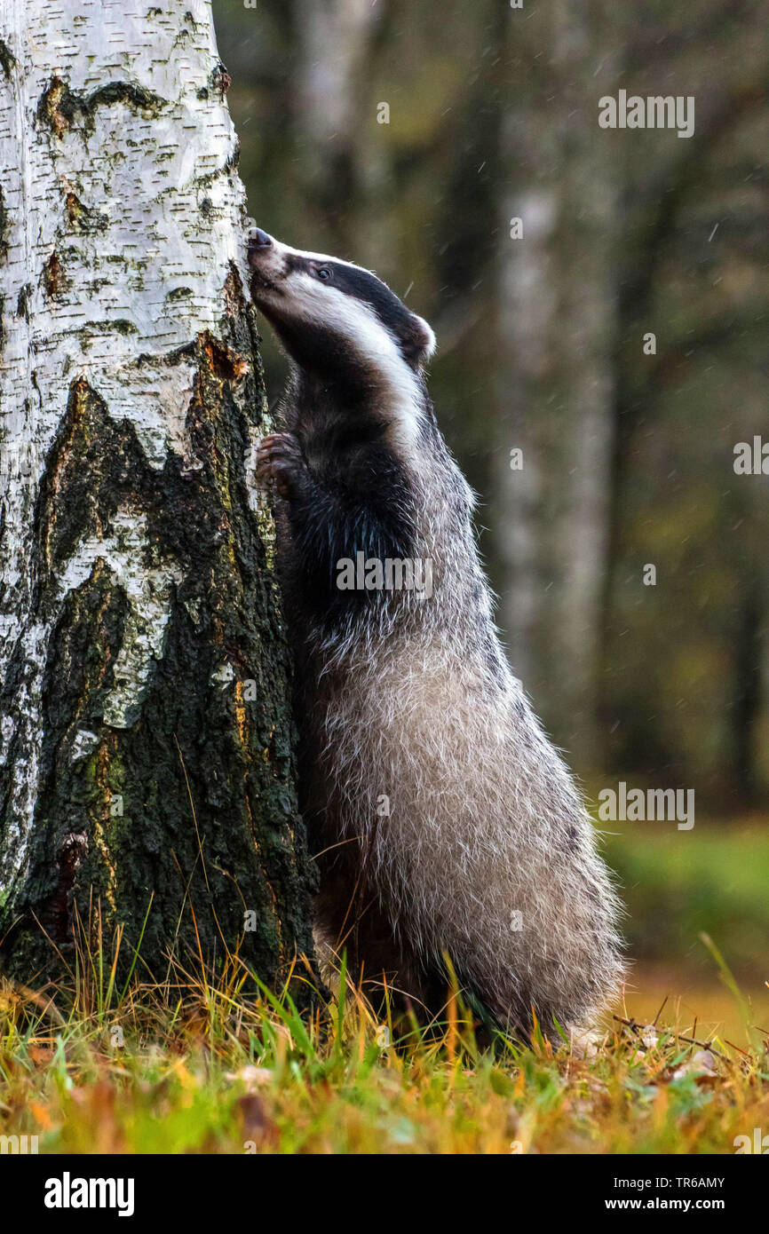 Old World badger, Eurasian badger (Meles meles), standing at birch ...