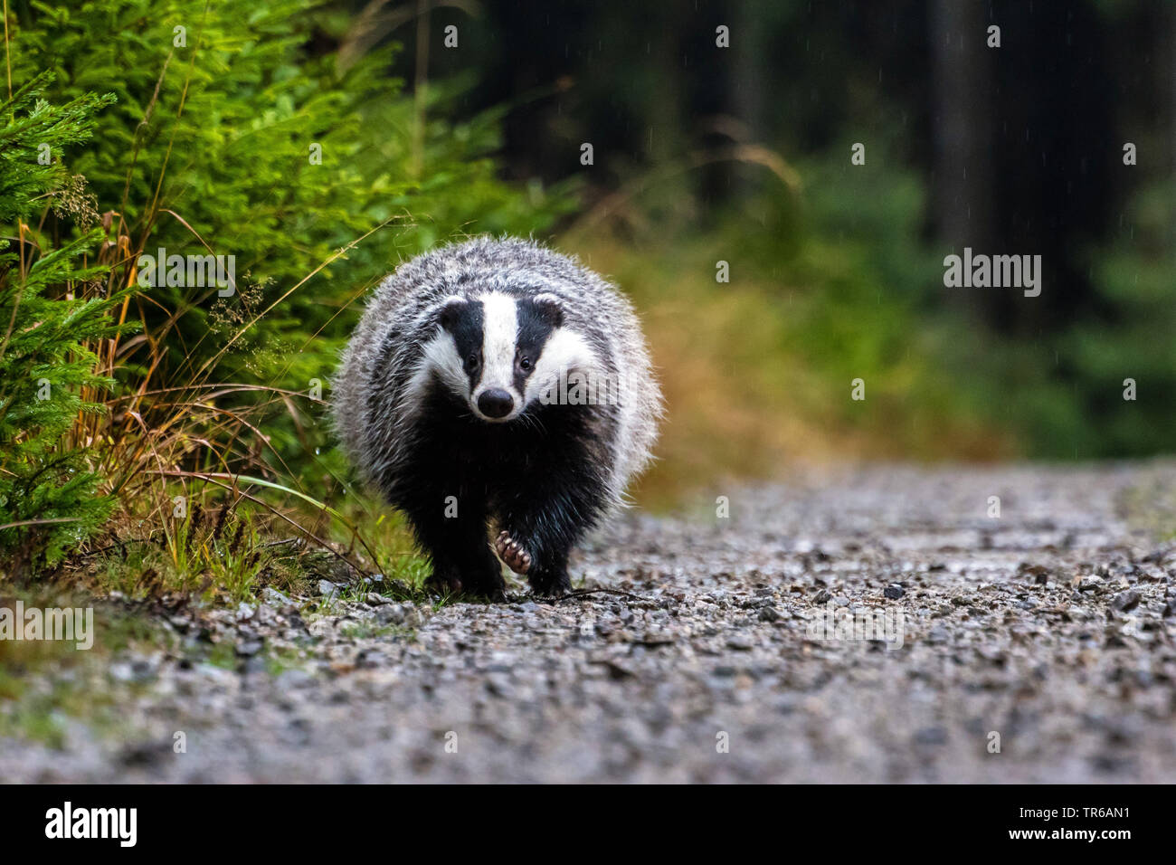 Old World badger, Eurasian badger (Meles meles), running on a forest ...