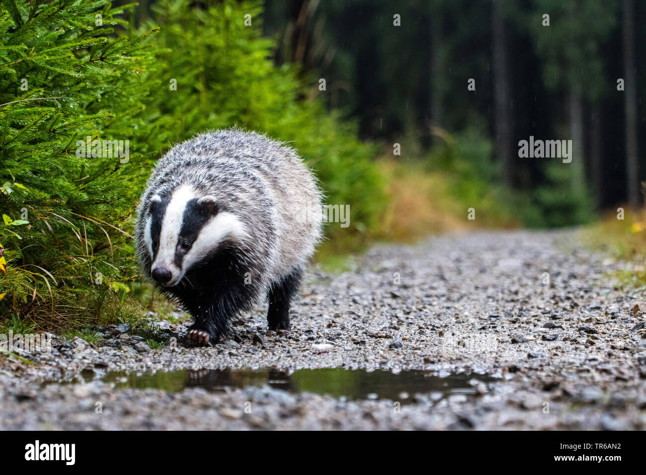 Old World badger, Eurasian badger (Meles meles), running on a forest ...