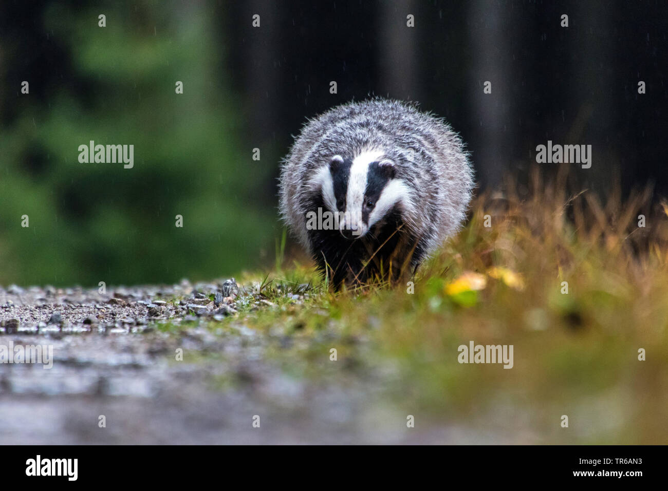 Badger running on a forest path hi-res stock photography and images - Alamy