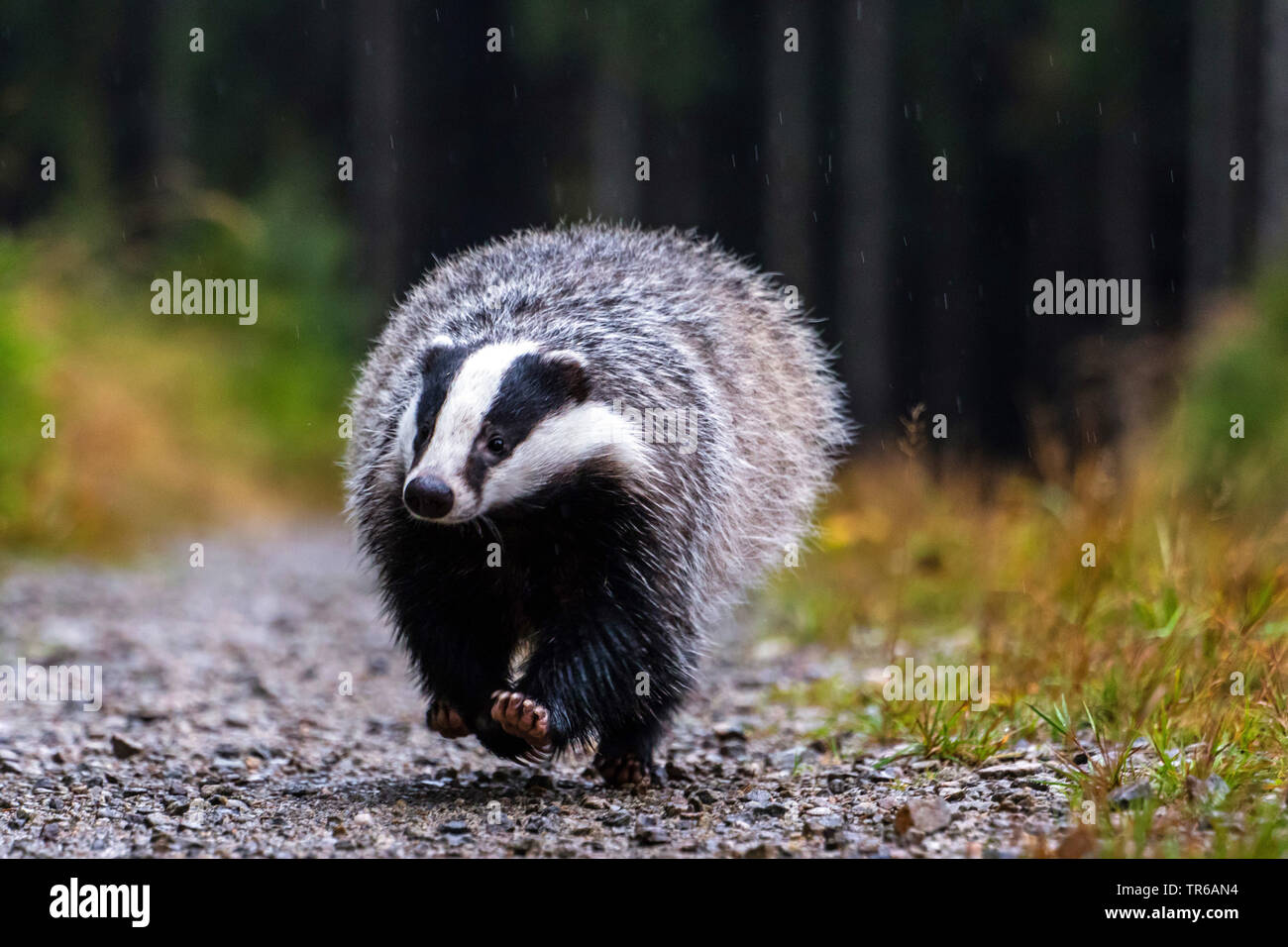 Old World badger, Eurasian badger (Meles meles), running on a forest ...