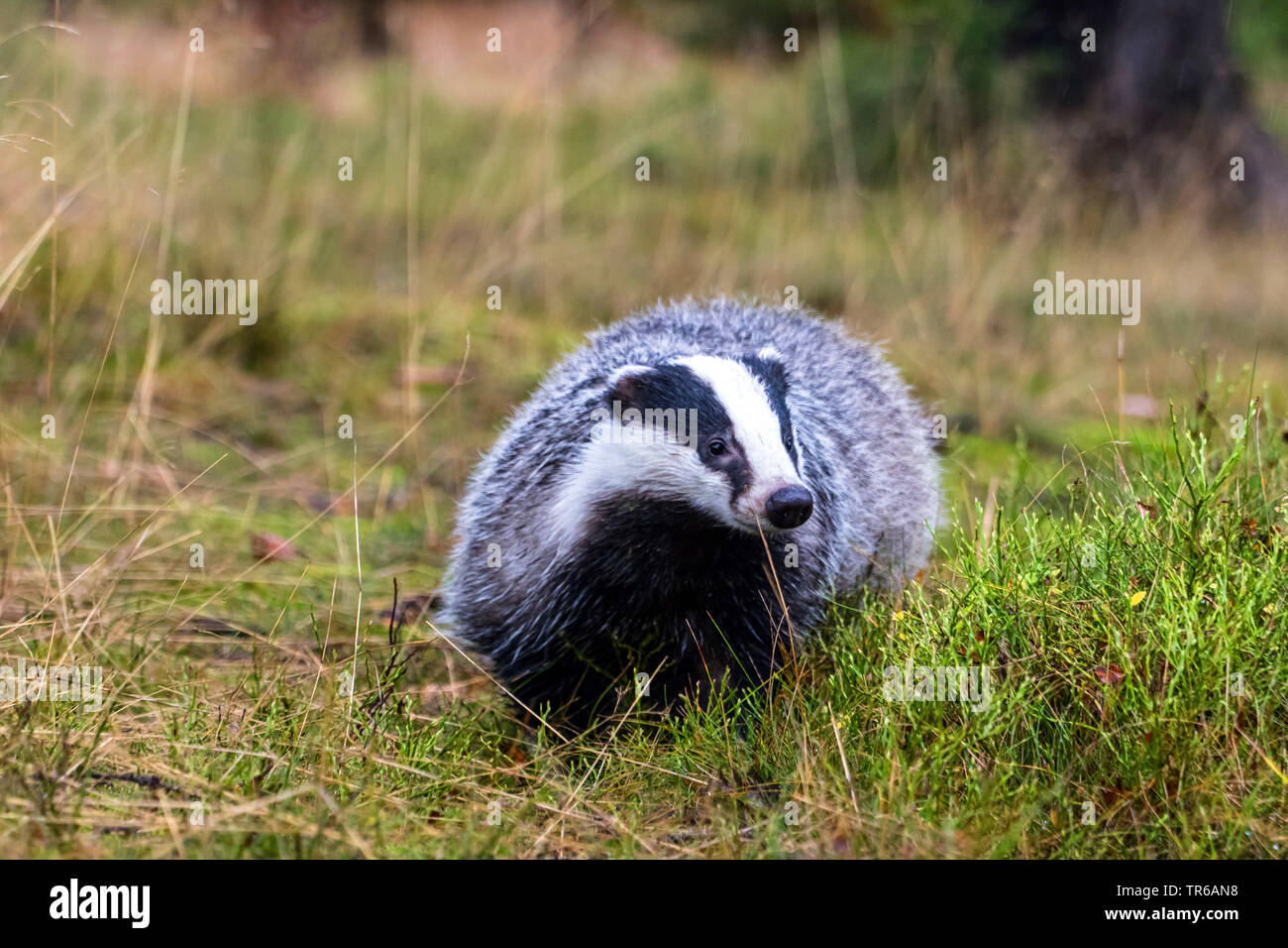 Old World badger, Eurasian badger (Meles meles), running across a ...