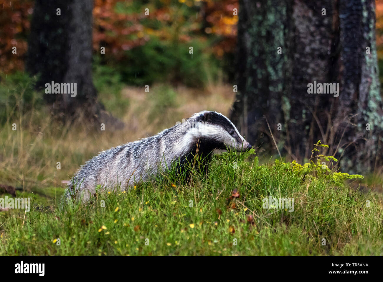 Old World badger, Eurasian badger (Meles meles), sniffing on the forest ...