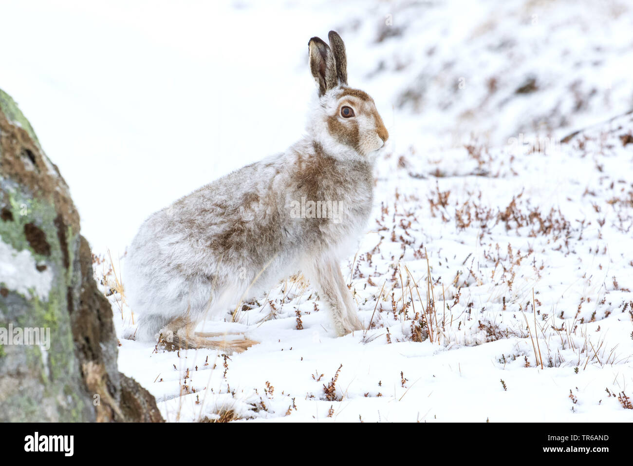 Scottish blue hare, mountain hare, white hare, Eurasian Arctic hare ...
