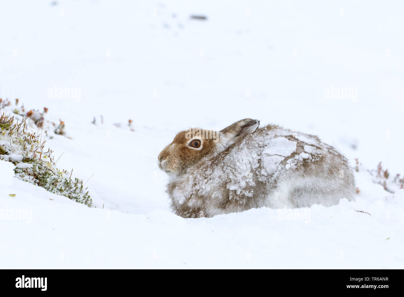 Arctic hare sitting hi-res stock photography and images - Alamy