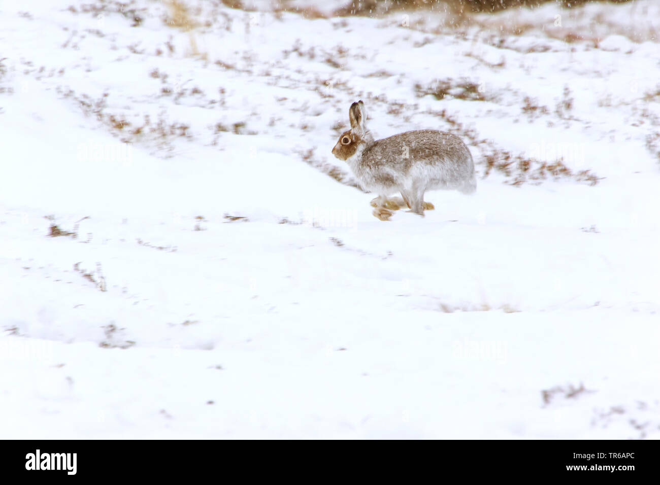 Snow Rabbit Running