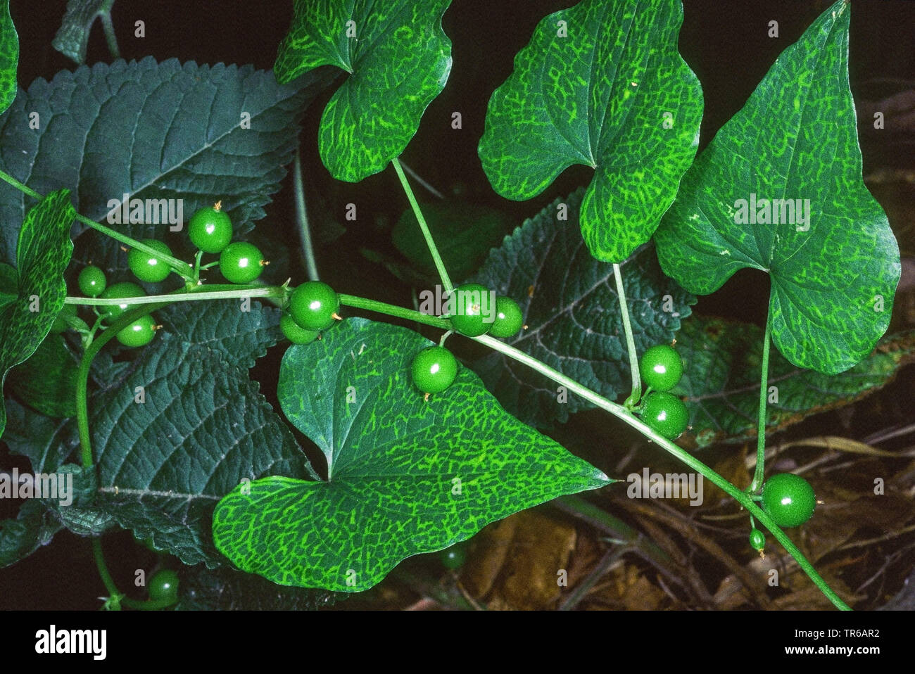 black bryony (Tamus communis), fruiting, Switzerland, Bergell Stock ...