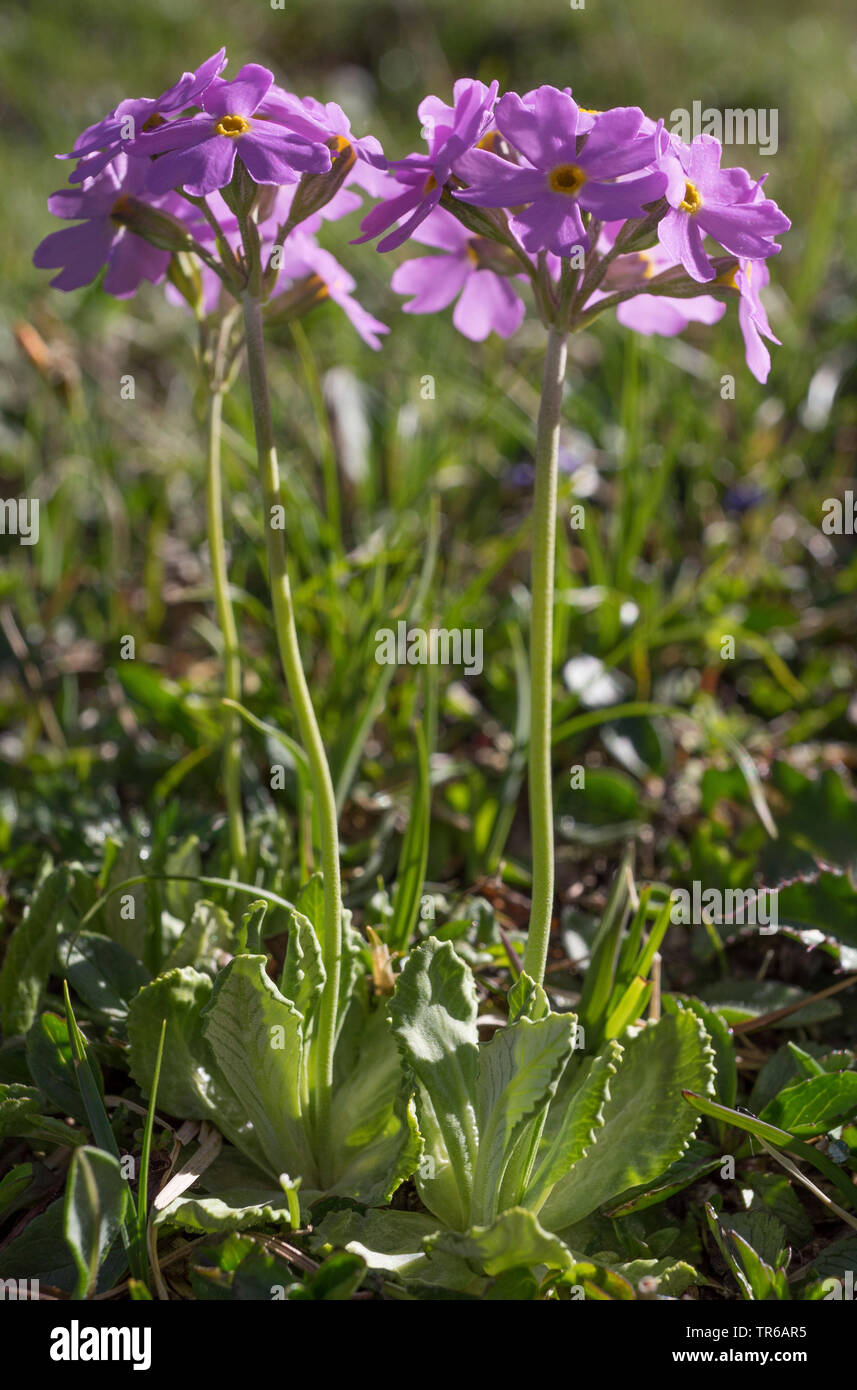 bird's-eye primrose (Primula farinosa), blooming, Austria, Tyrol Stock ...