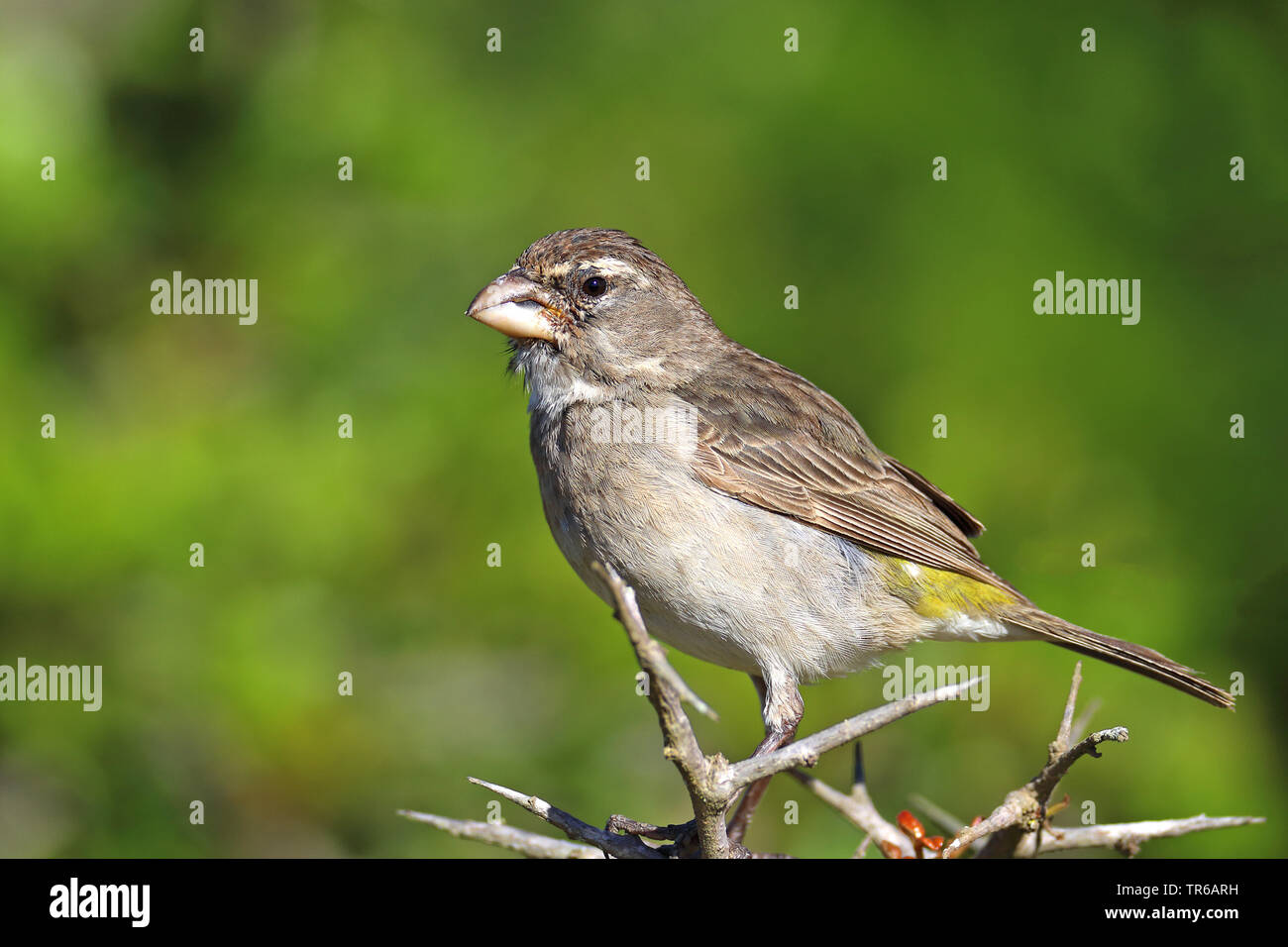 White cape finch hi-res stock photography and images - Alamy