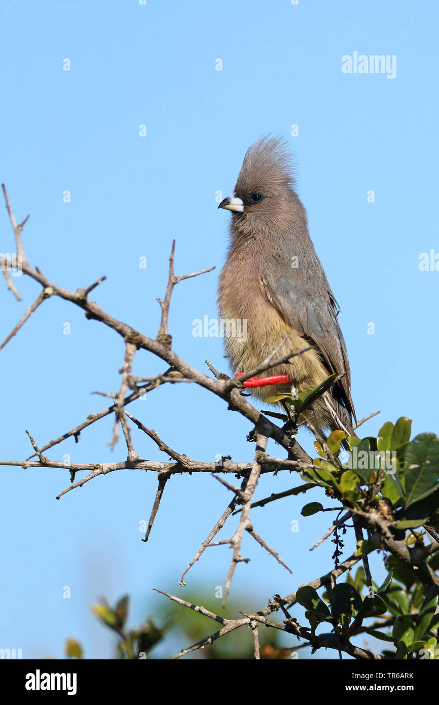 White backed mousebird hi-res stock photography and images - Alamy