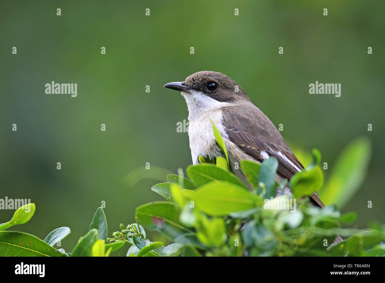 Ntshona koloni hi-res stock photography and images - Alamy