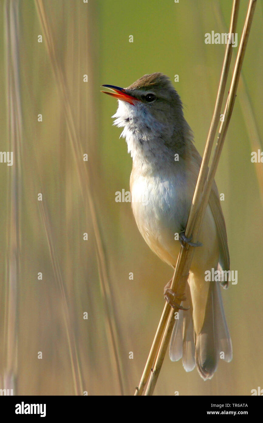 great reed warbler (Acrocephalus arundinaceus), singing male in reed ...
