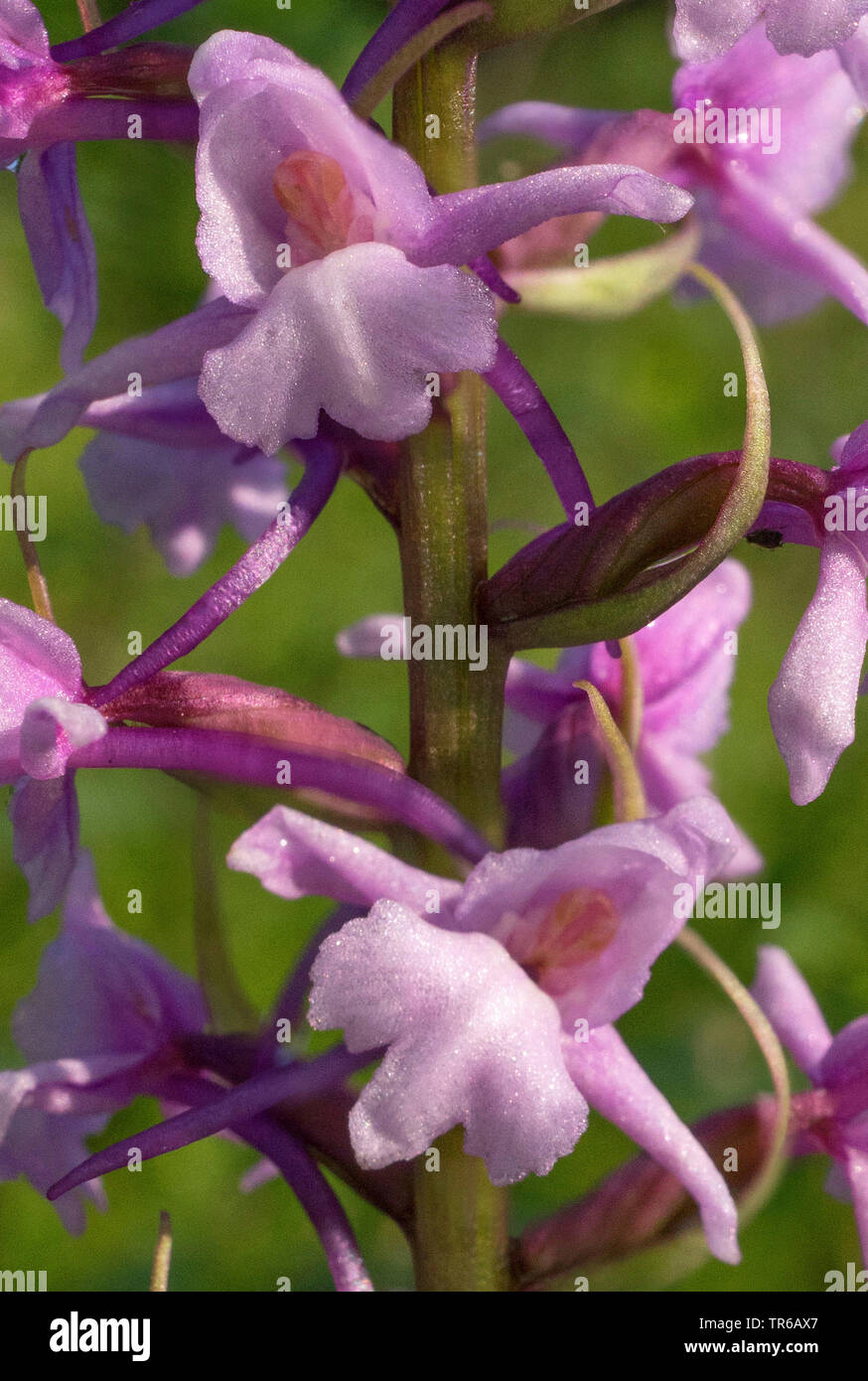 European orchid flowers hi-res stock photography and images - Alamy