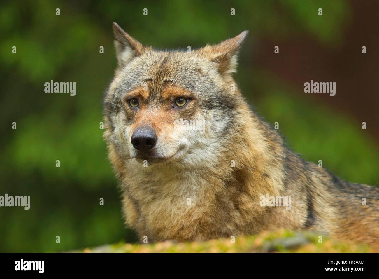 European gray wolf (Canis lupus lupus), portrait, Germany, Bavaria ...