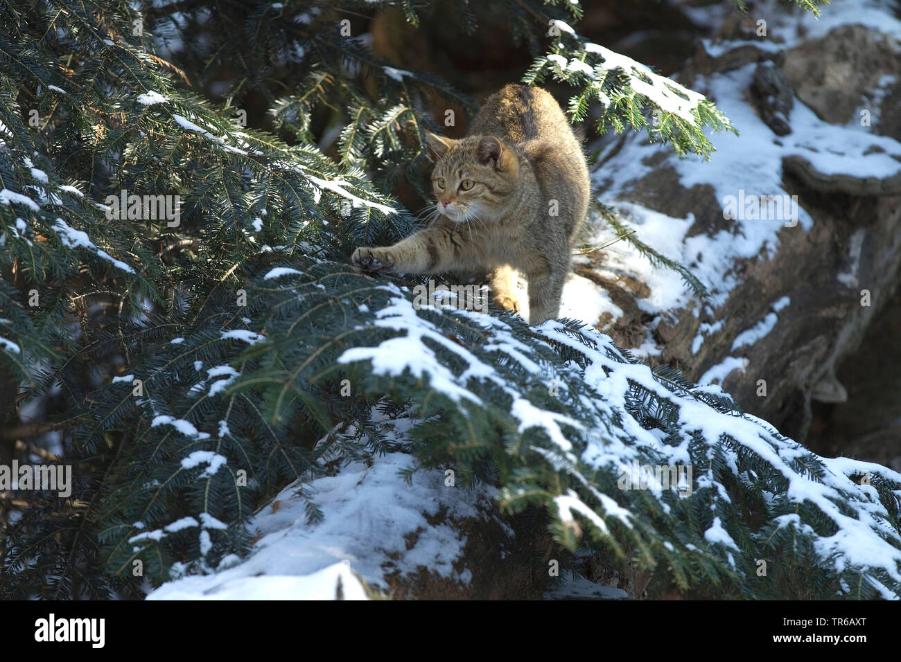 European wildcat, forest wildcat (Felis silvestris silvestris ...