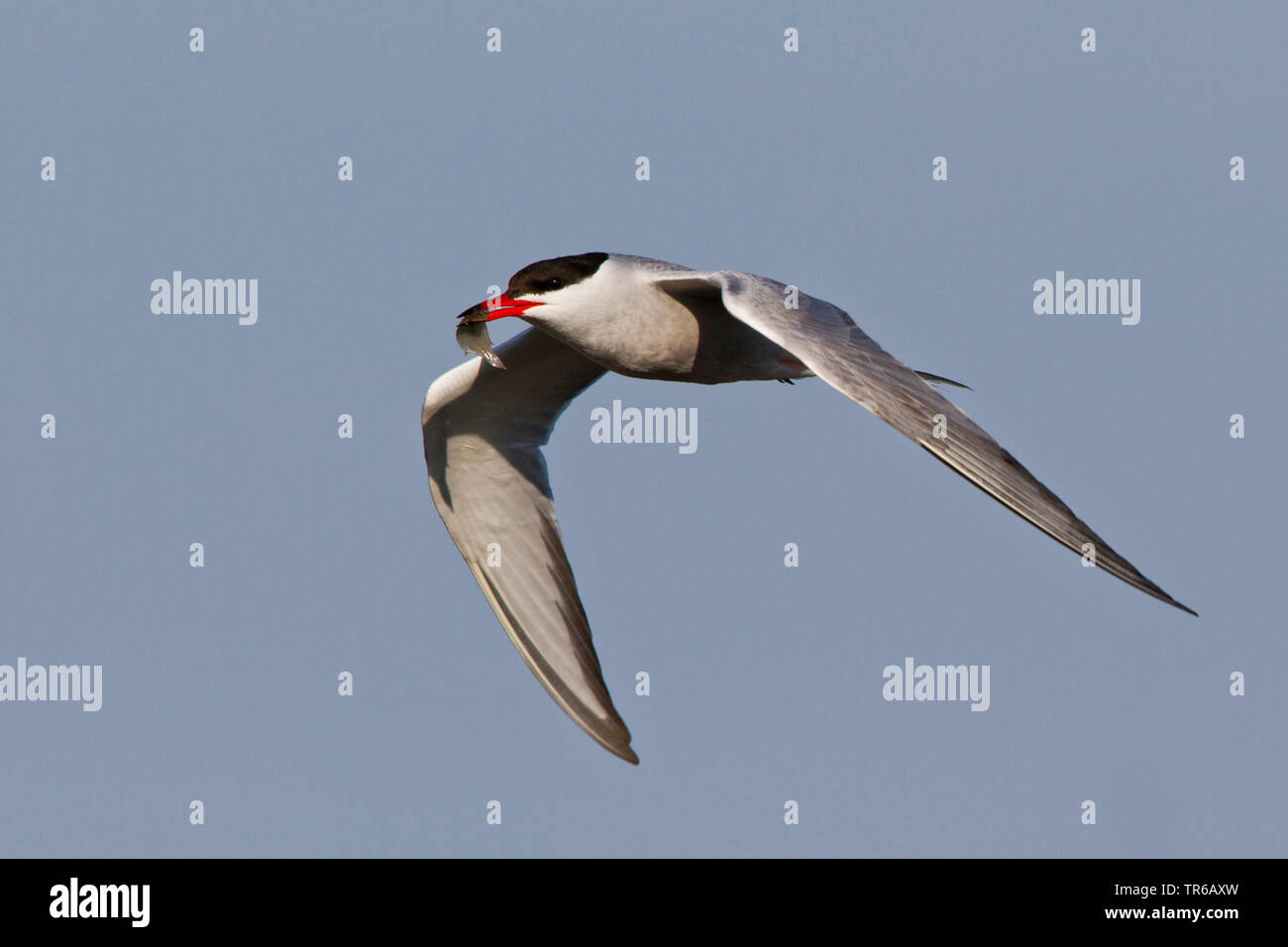 Flounders hunting hi-res stock photography and images - Alamy