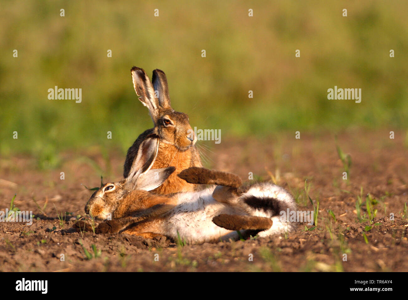 European hare, Brown hare (Lepus europaeus), rolling on an acre ...