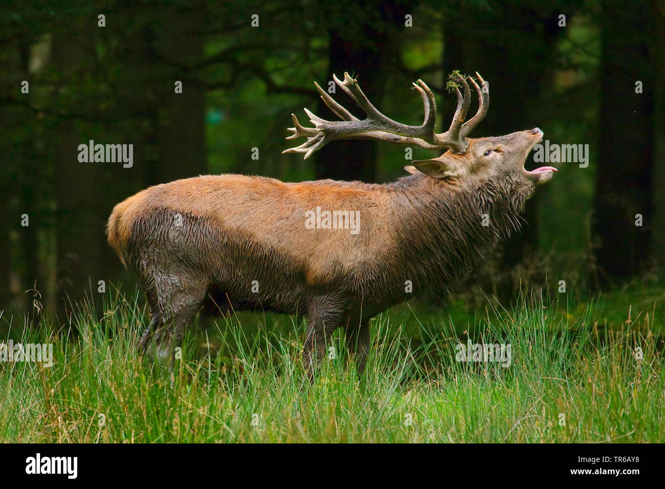 red deer (Cervus elaphus), roaring stag, side view, Germany, North ...