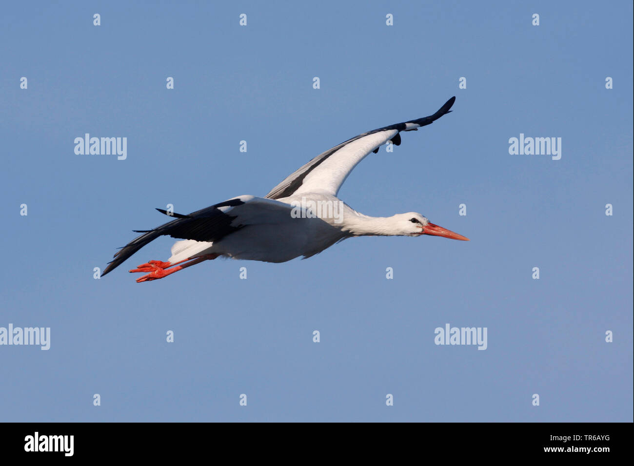 Flying white storks hi-res stock photography and images - Alamy