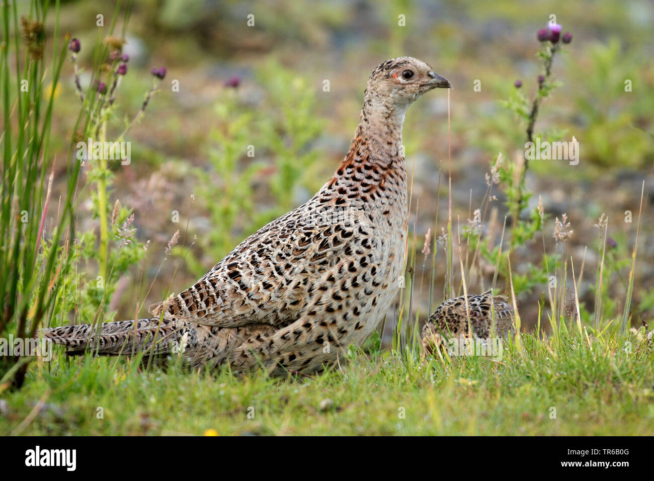 Common pheasant, Caucasus Pheasant, Caucasian Pheasant (Phasianus ...