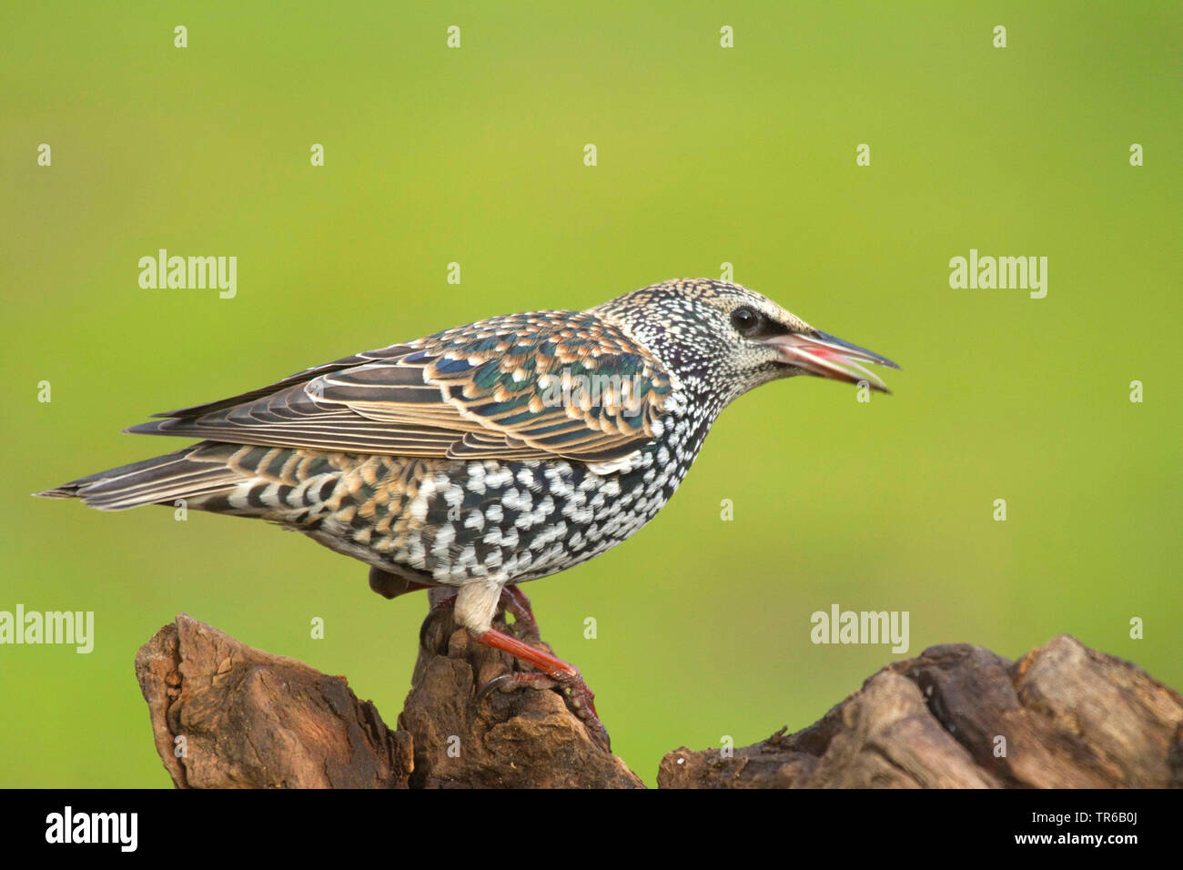 Ranting hi-res stock photography and images - Alamy