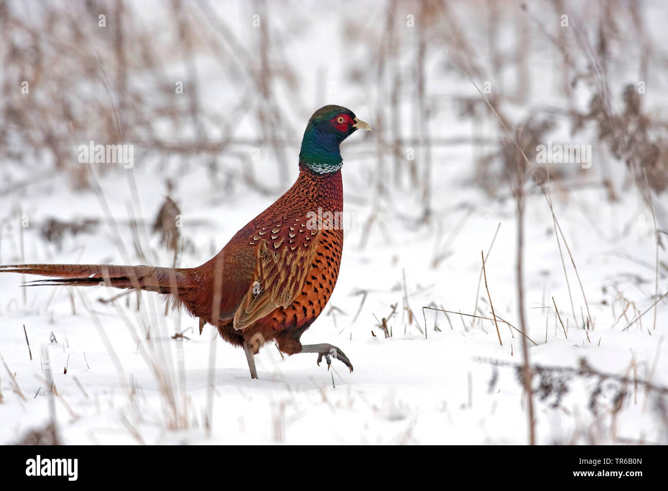 Common pheasant, Caucasus Pheasant, Caucasian Pheasant (Phasianus ...