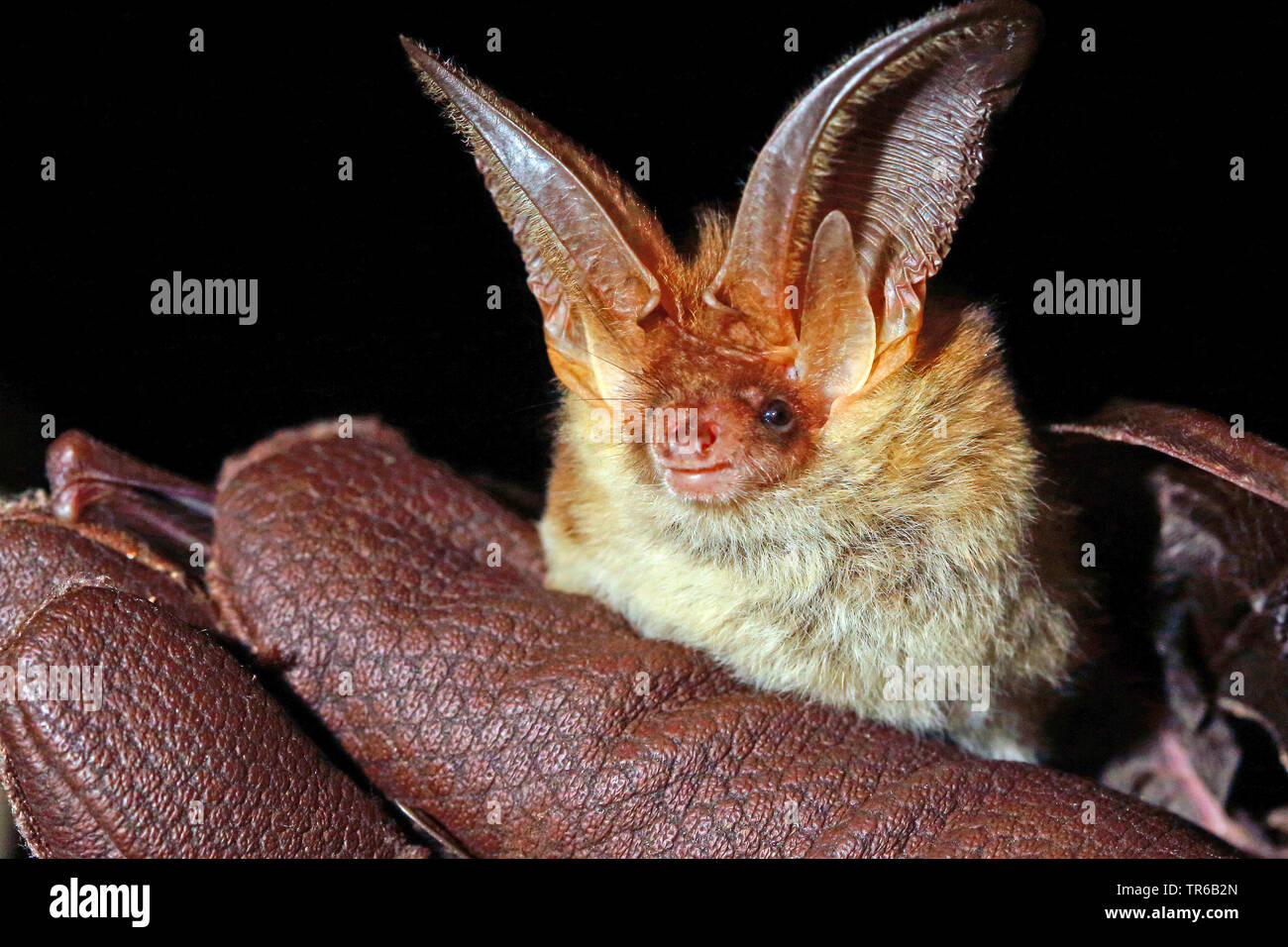 Brown long eared bat front view hi-res stock photography and images - Alamy
