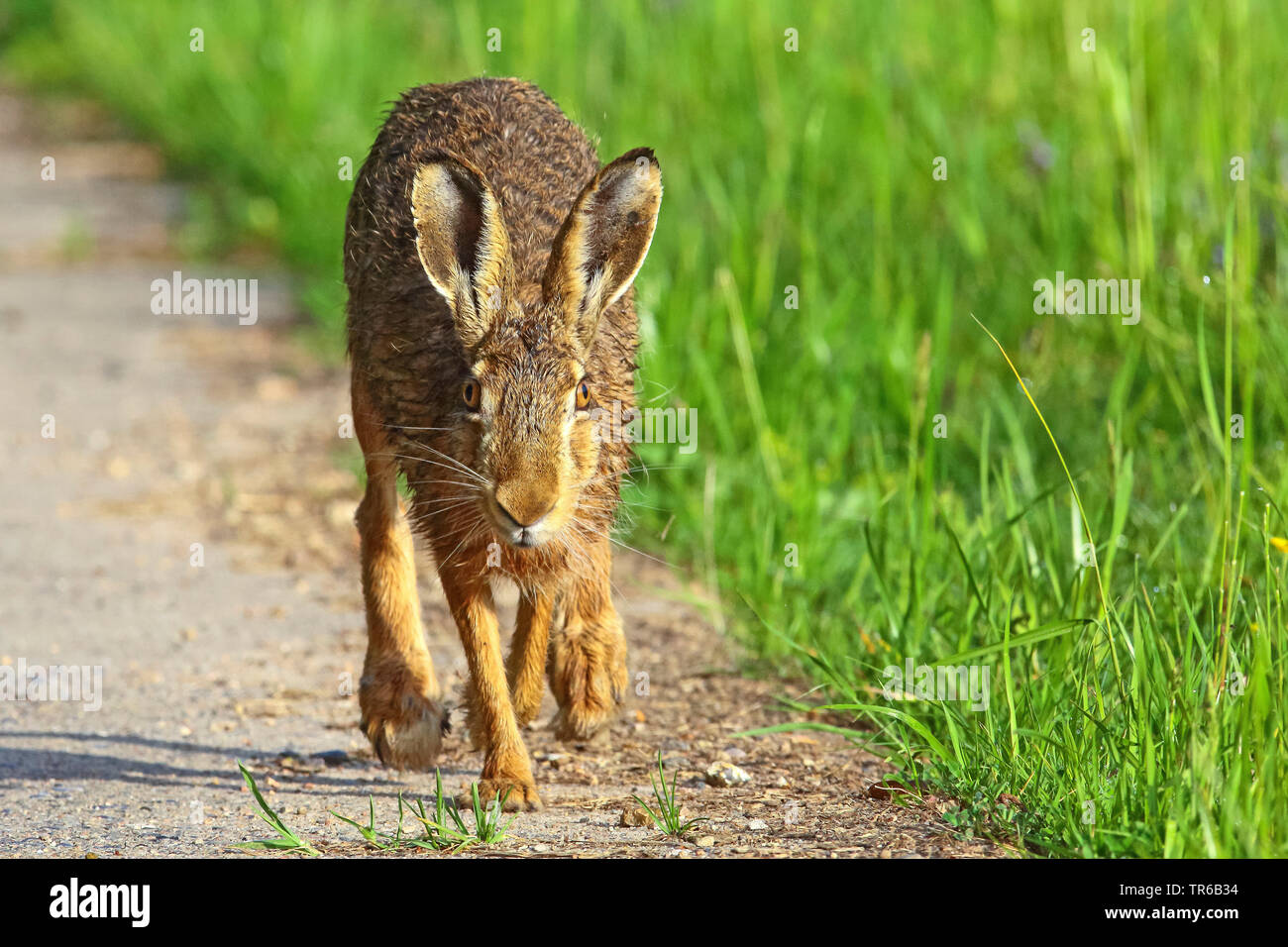 European hare, Brown hare (Lepus europaeus), scampering over a field ...