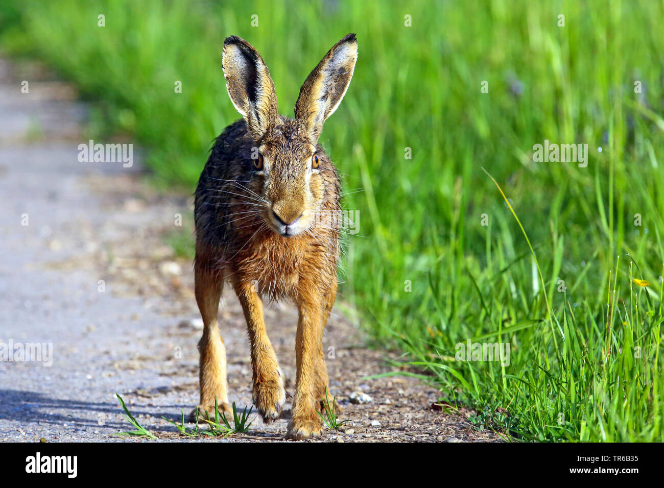 Hare Front View