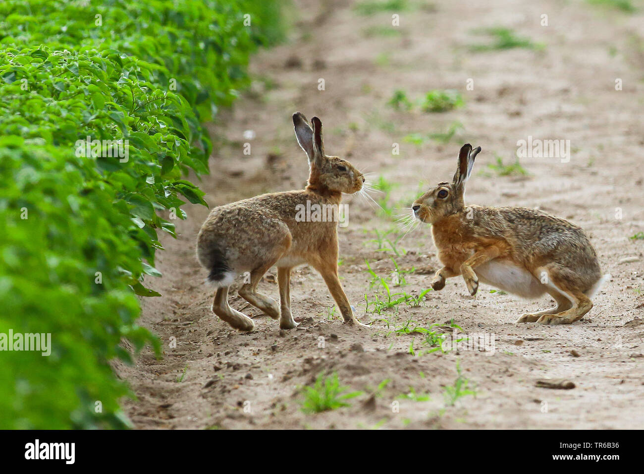 European hare, Brown hare (Lepus europaeus), mating time at the ...