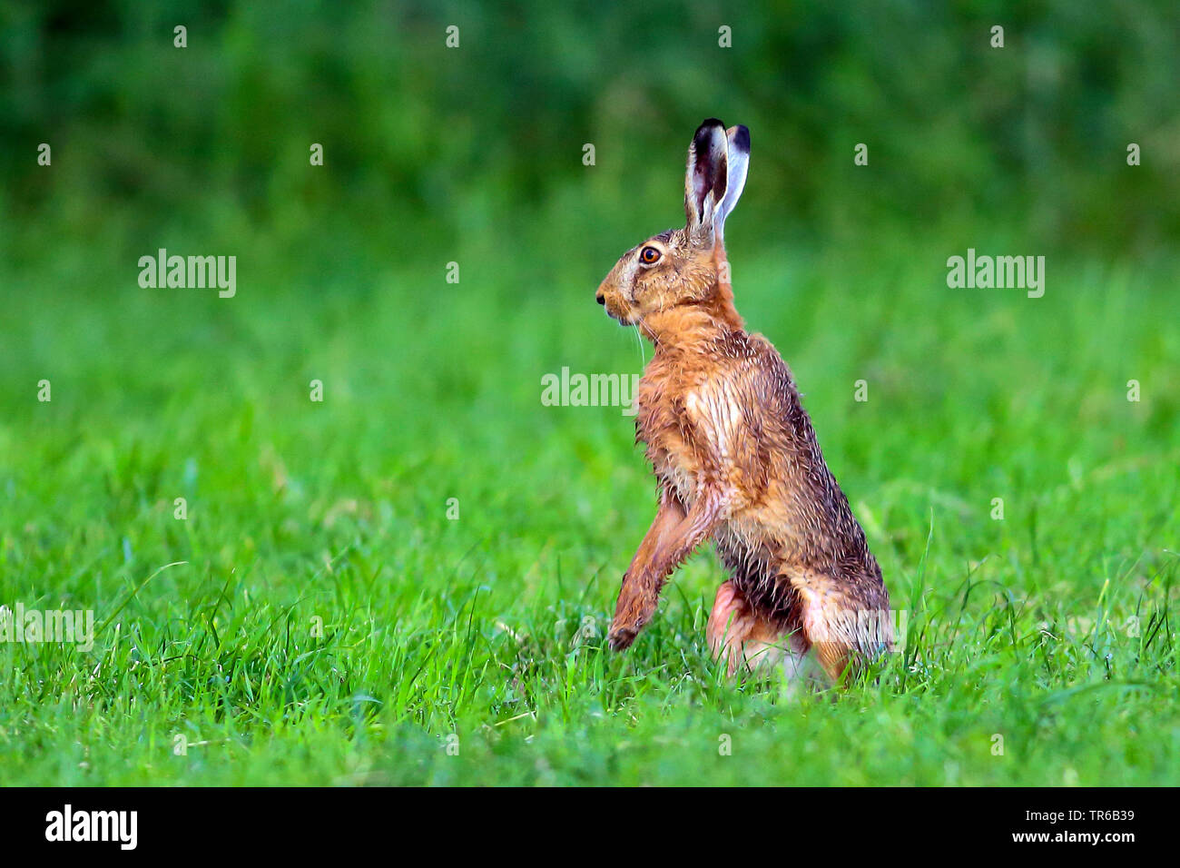 European hare, Brown hare (Lepus europaeus), sitting erect on grass ...