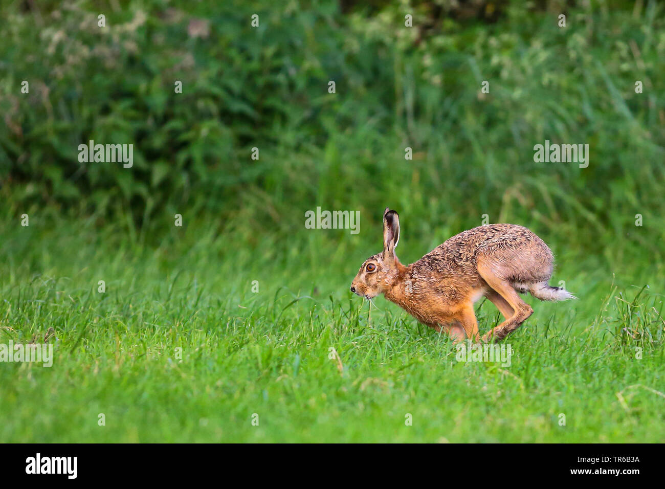 European hare, Brown hare (Lepus europaeus), scampering over a meadow ...