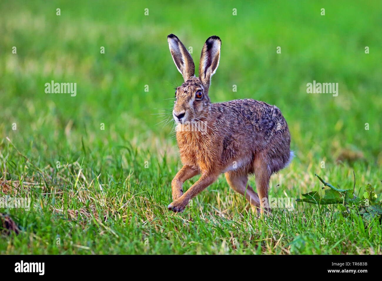 European hare, Brown hare (Lepus europaeus), scampering over a meadow ...