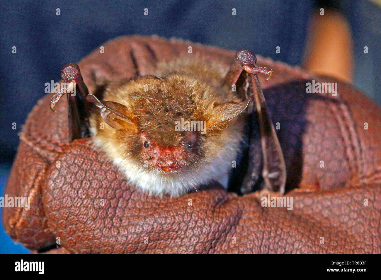 Natterer's bat (Myotis nattereri), is held in the hand for examination ...