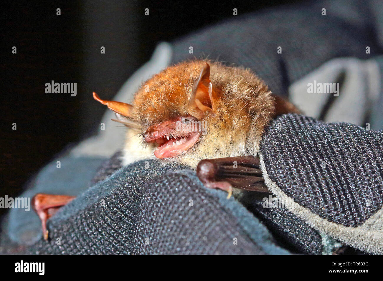 Natterer's bat (Myotis nattereri), is held in the hand for examination ...