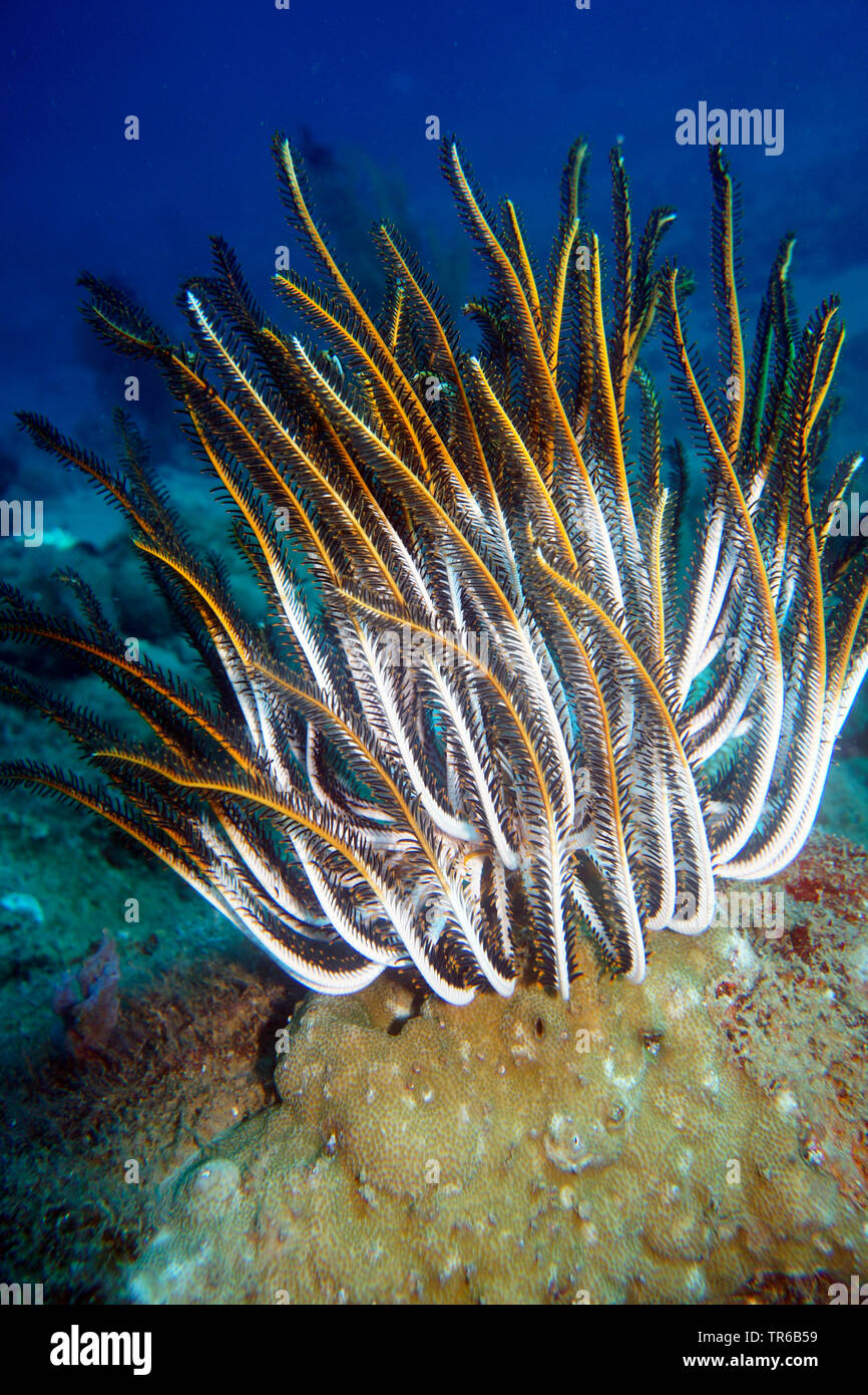 Sea lily feather star feather stars sea lilies hi-res stock photography ...