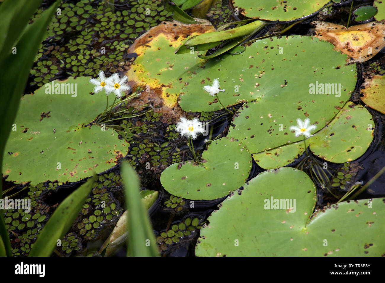 Nymphoides indica hi-res stock photography and images - Alamy