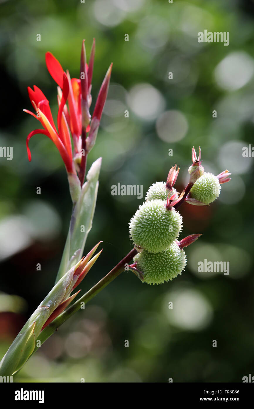 Indian shot, canna, poloke (Canna indica), flower and young fruits ...
