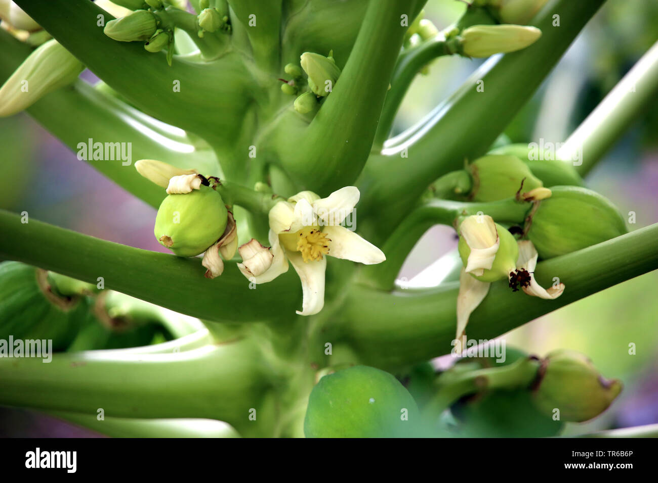 papaya, papaw, paw paw, mamao, tree melon (Carica papaya), flowers ...