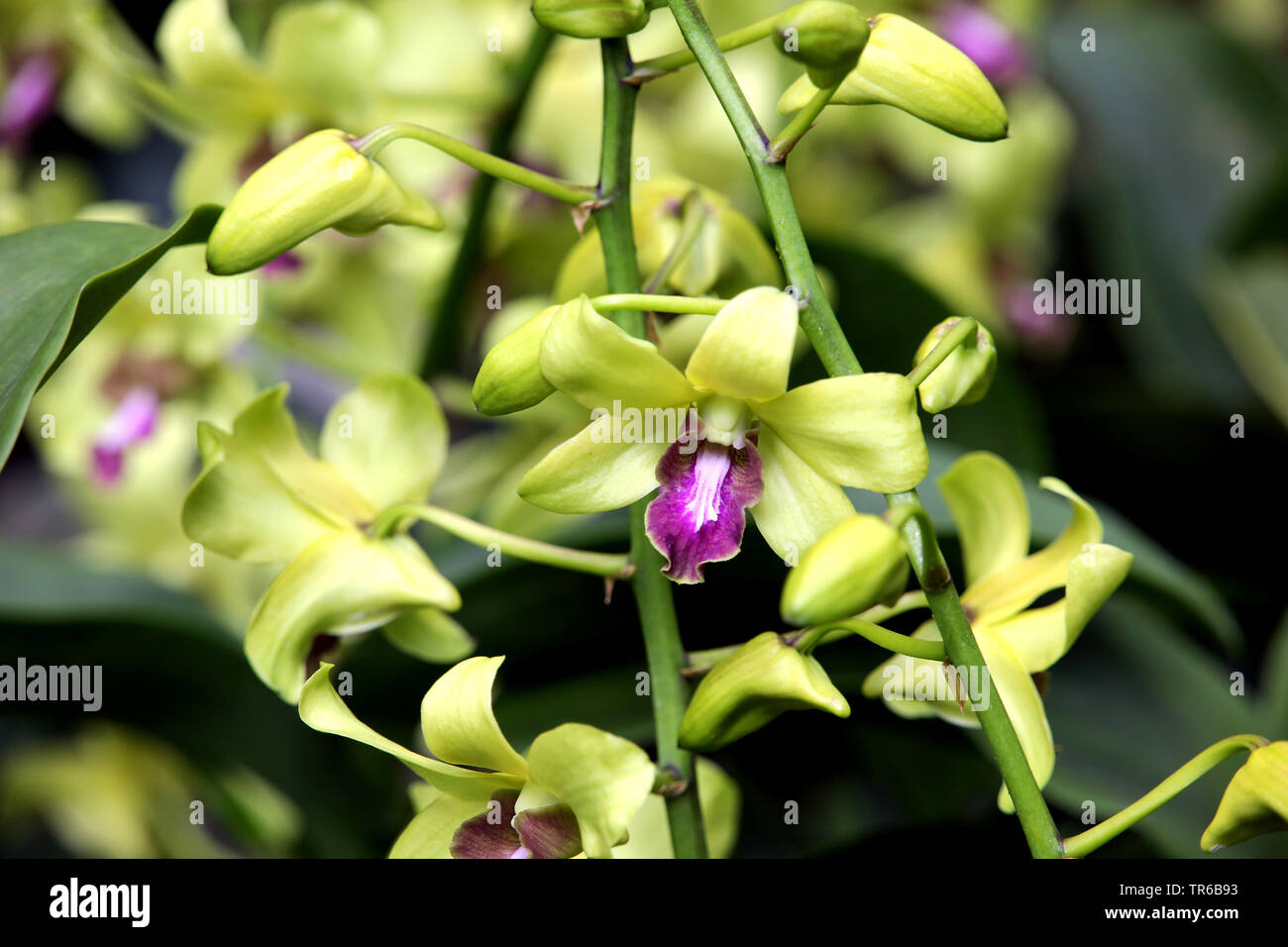 antelope orchid (Dendrobium 'Burana Jade', Dendrobium Burana Jade ...