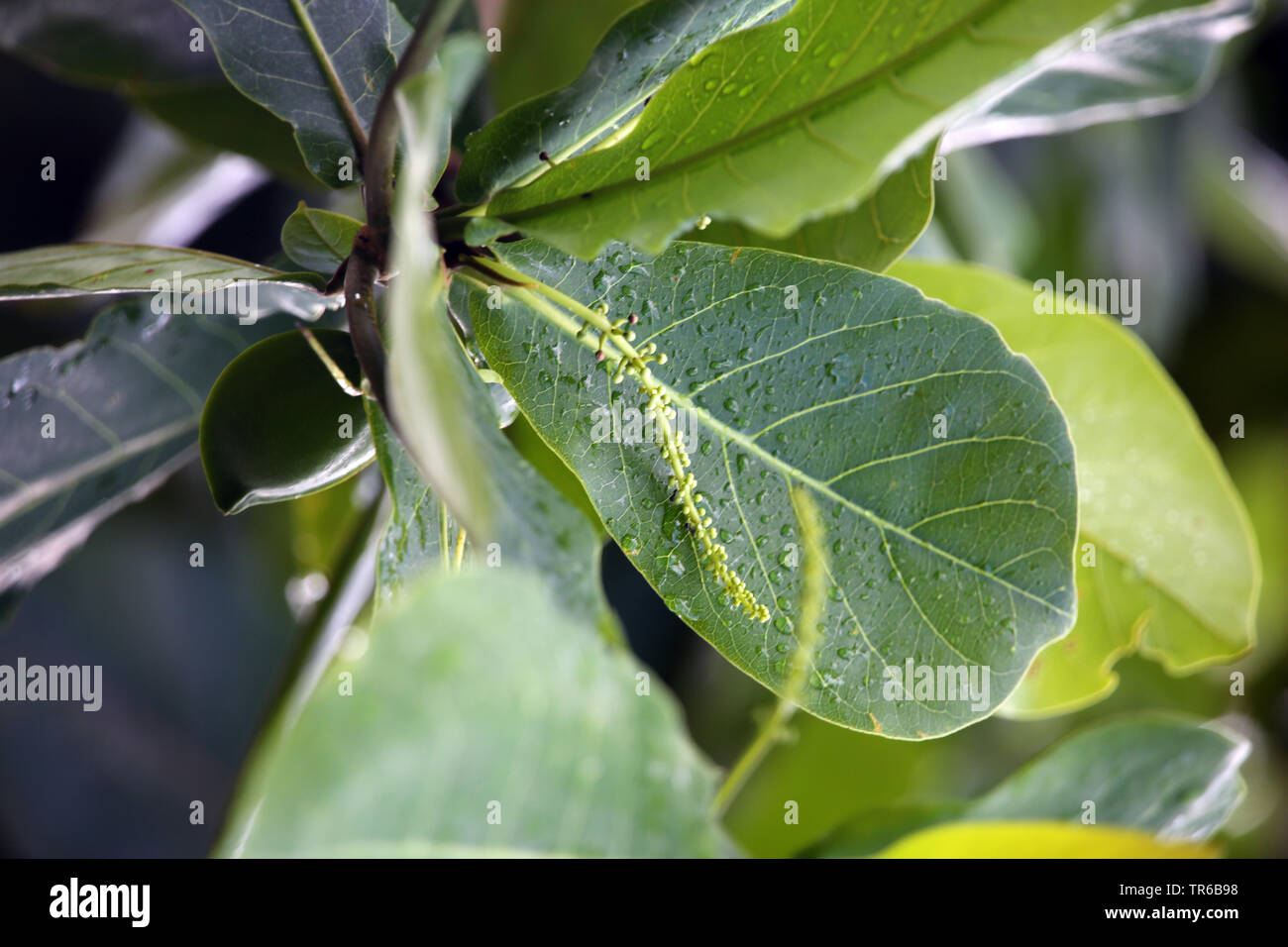 Indian almond tree hi-res stock photography and images - Alamy