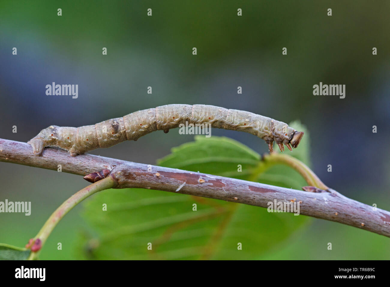 Peppered moth (Biston betularia, Biston betularius, Amphidasis ...