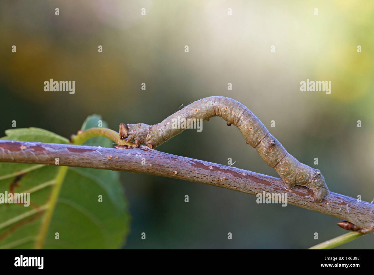 Peppered moth caterpillar hi-res stock photography and images - Alamy